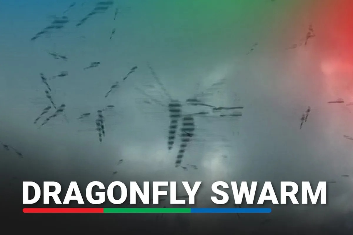 Huge dragonfly swarm in Rhode Island | ABS-CBN Lifestyle