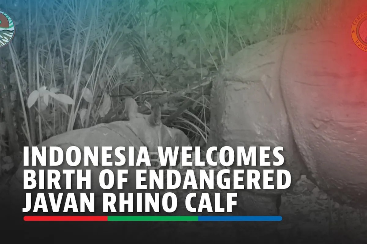 Indonesia welcomes birth of endangered Javan rhino calf | ABS-CBN News