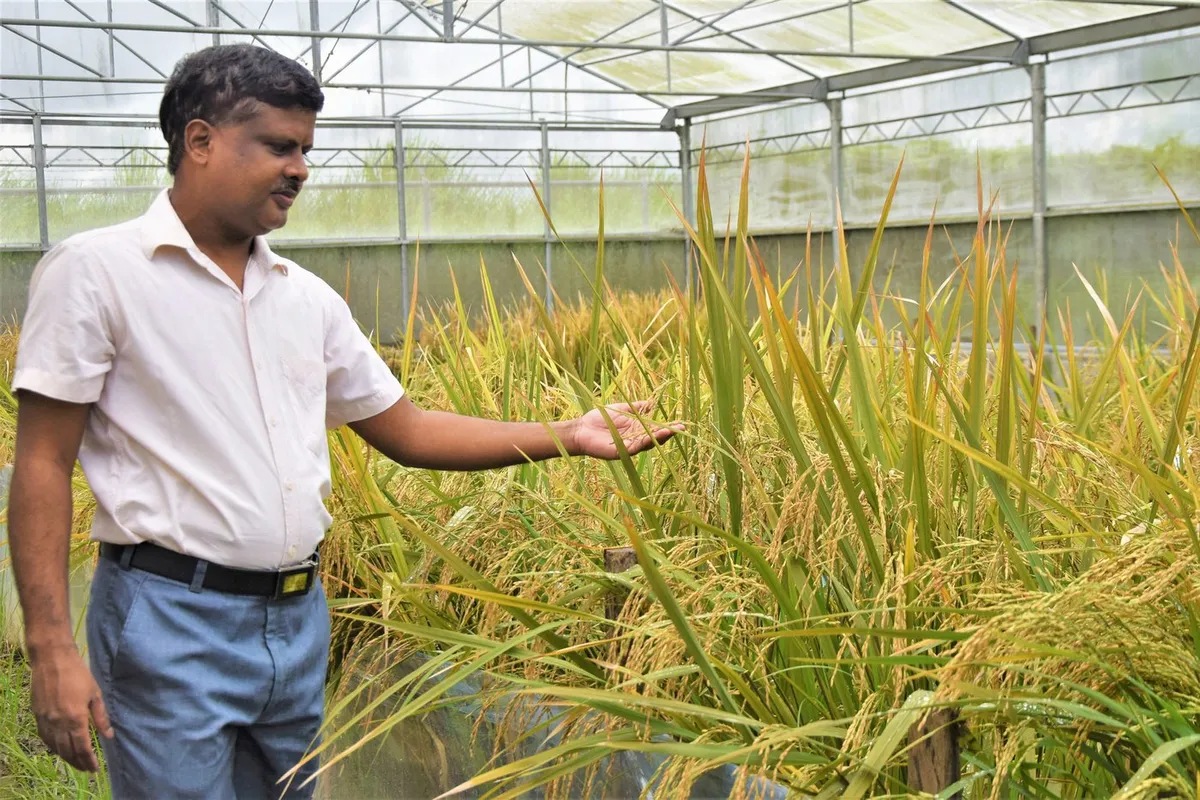 Philippine court blocks GMO 'golden rice' production over safety fears ...