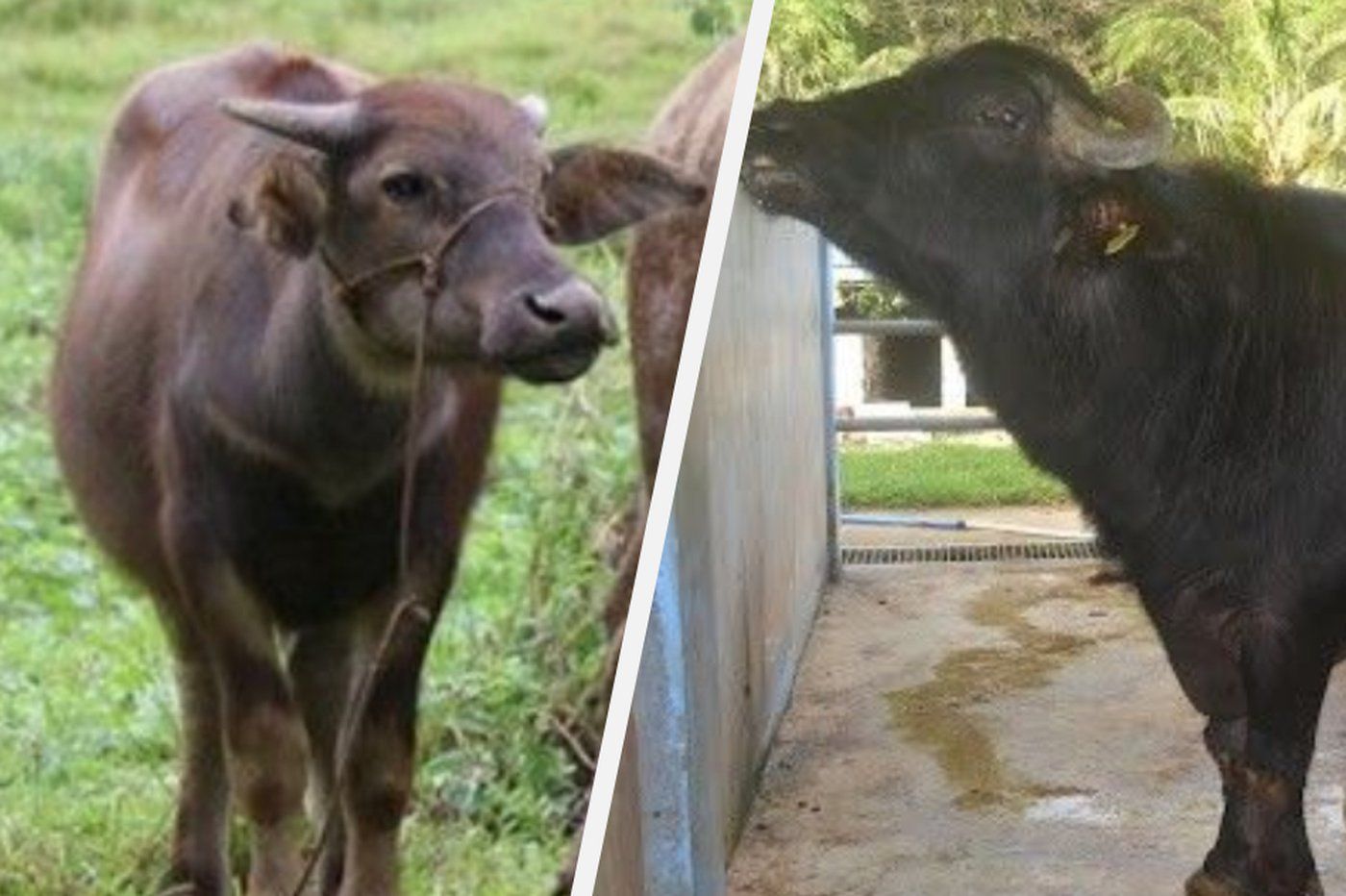 Did you know: PH has two types of carabaos | ABS-CBN News