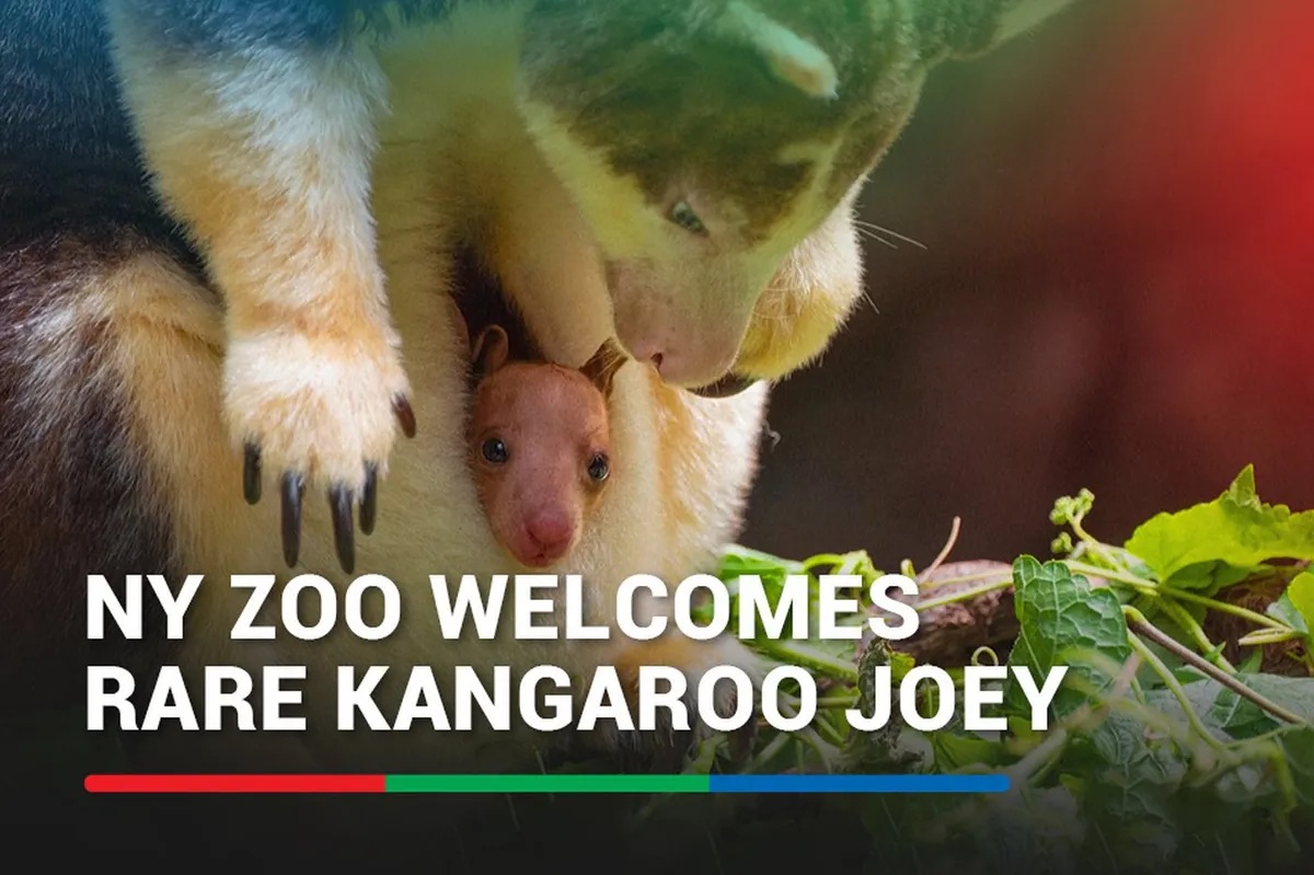 Bronx Zoo welcomes rare tree kangaroo joey | ABS-CBN News