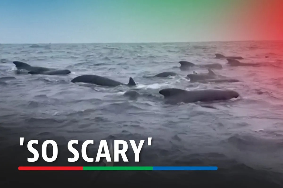 'So scary'. Whales surround rower out in the Atlantic | ABS-CBN News