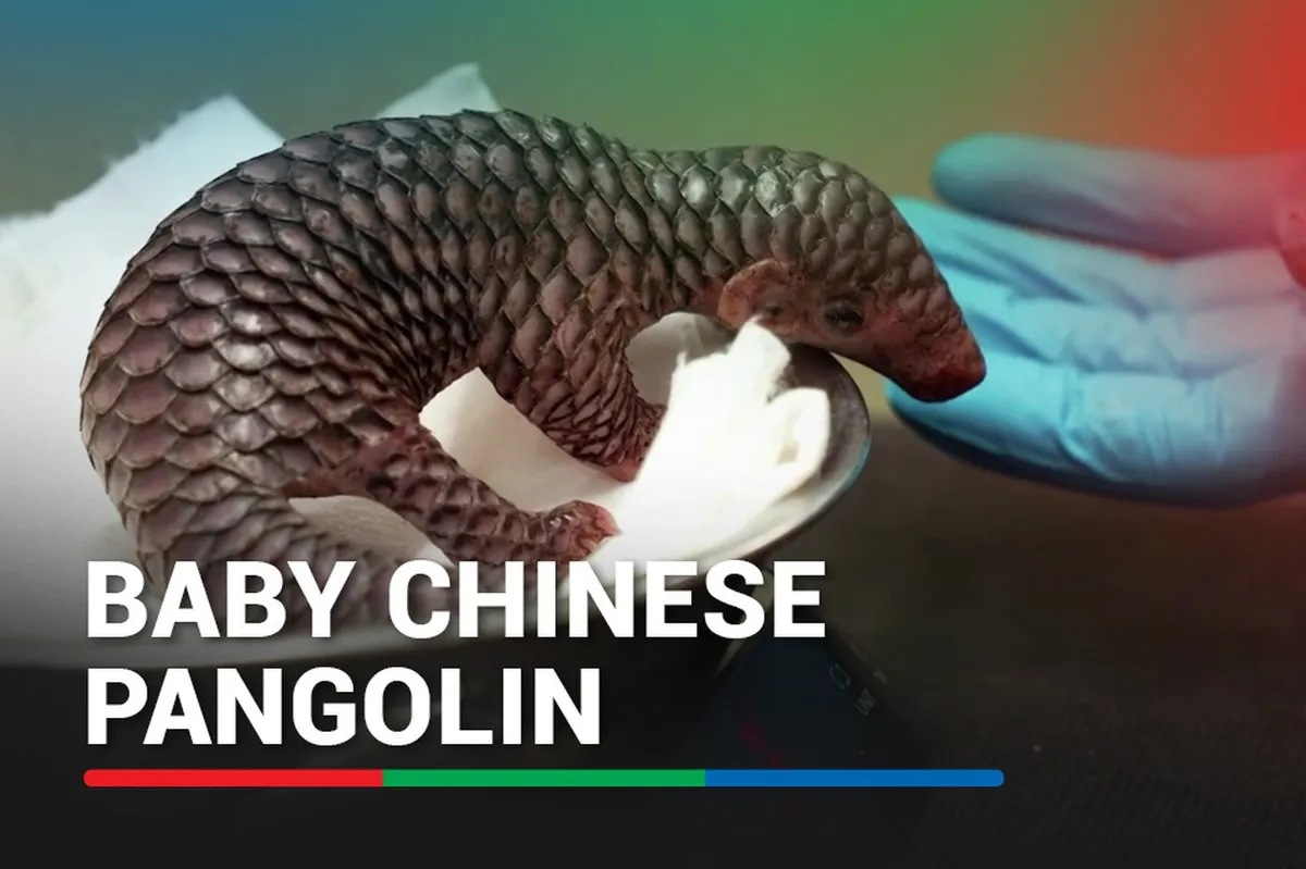 Prague Zoo celebrates birth of endangered pangolin | ABS-CBN News