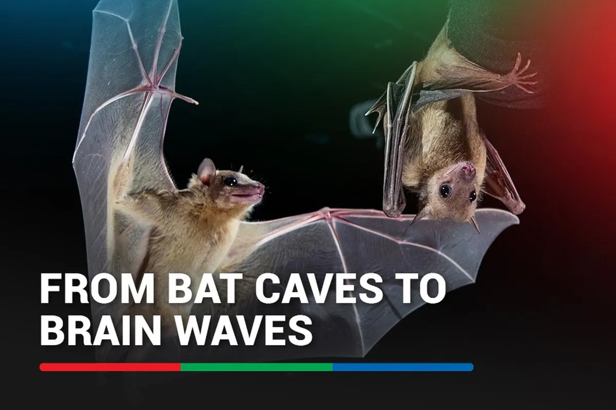 Bat brain study could help human mental health | ABS-CBN News