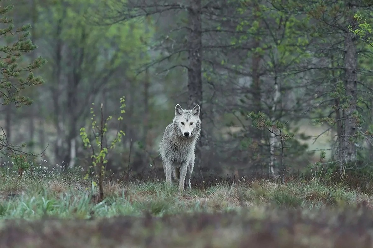 Wolf bites girl in Dutch park | ABS-CBN News