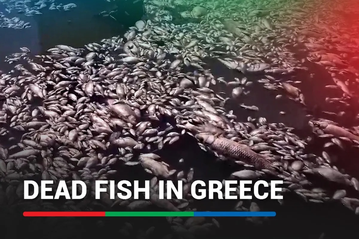 DRONE FOOTAGE: Mass of dead fish blanketing stream in Greece | ABS-CBN News