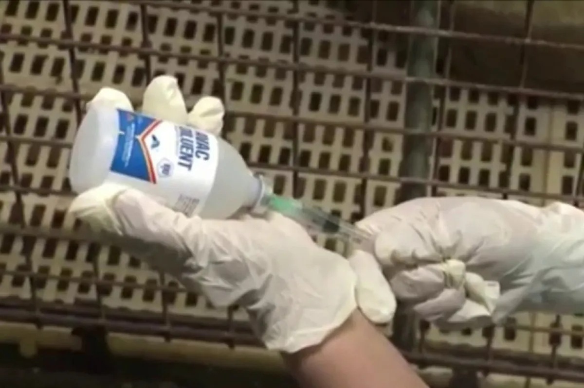 Pagbabakuna kontra ASF, umarangkada na | ABS-CBN News