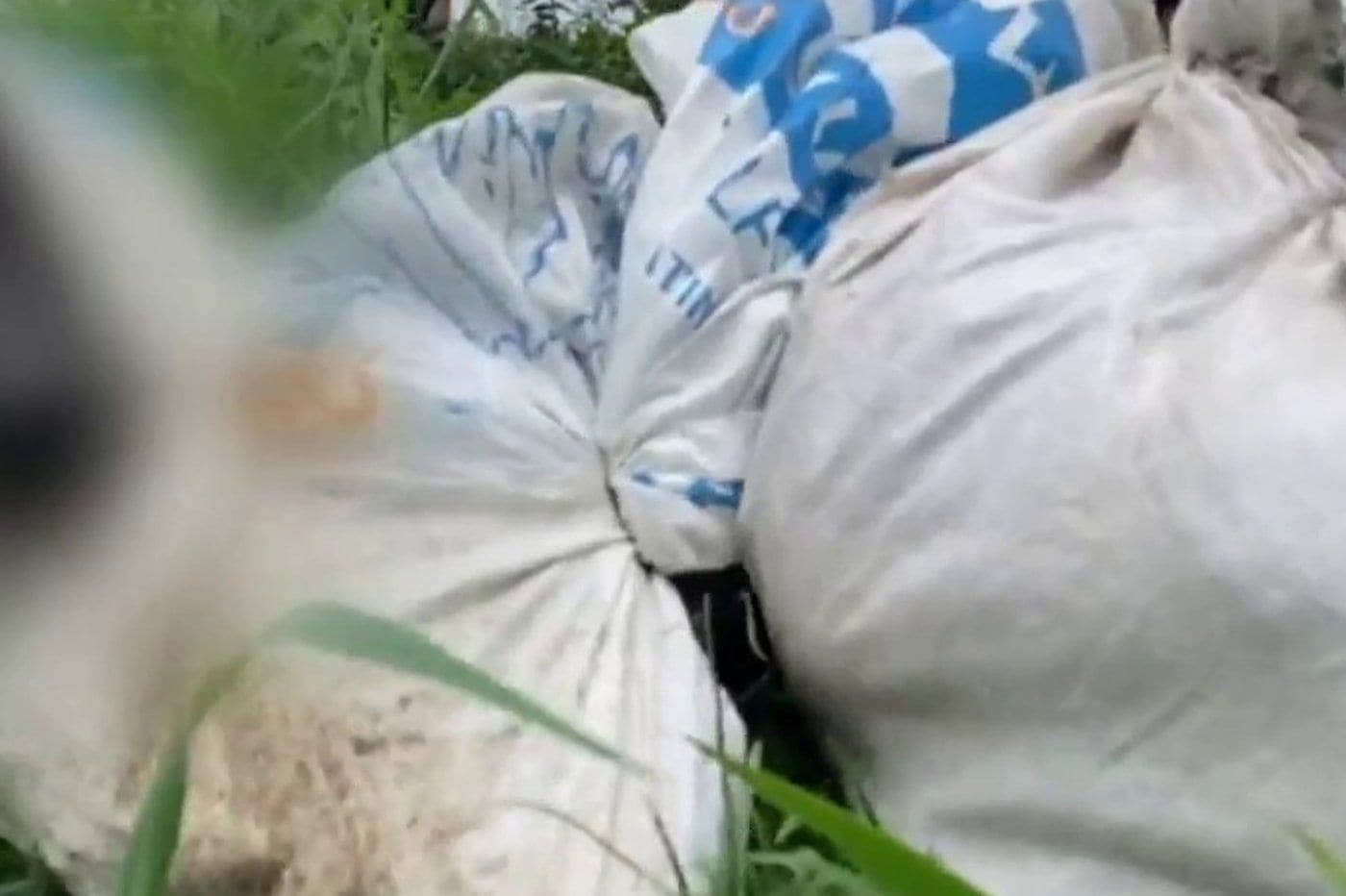 Lalaking nagbebenta ng aso para katayin, arestado | ABS-CBN News Lalaking nagbebenta ng aso para katayin, arestado | ABS-CBN News