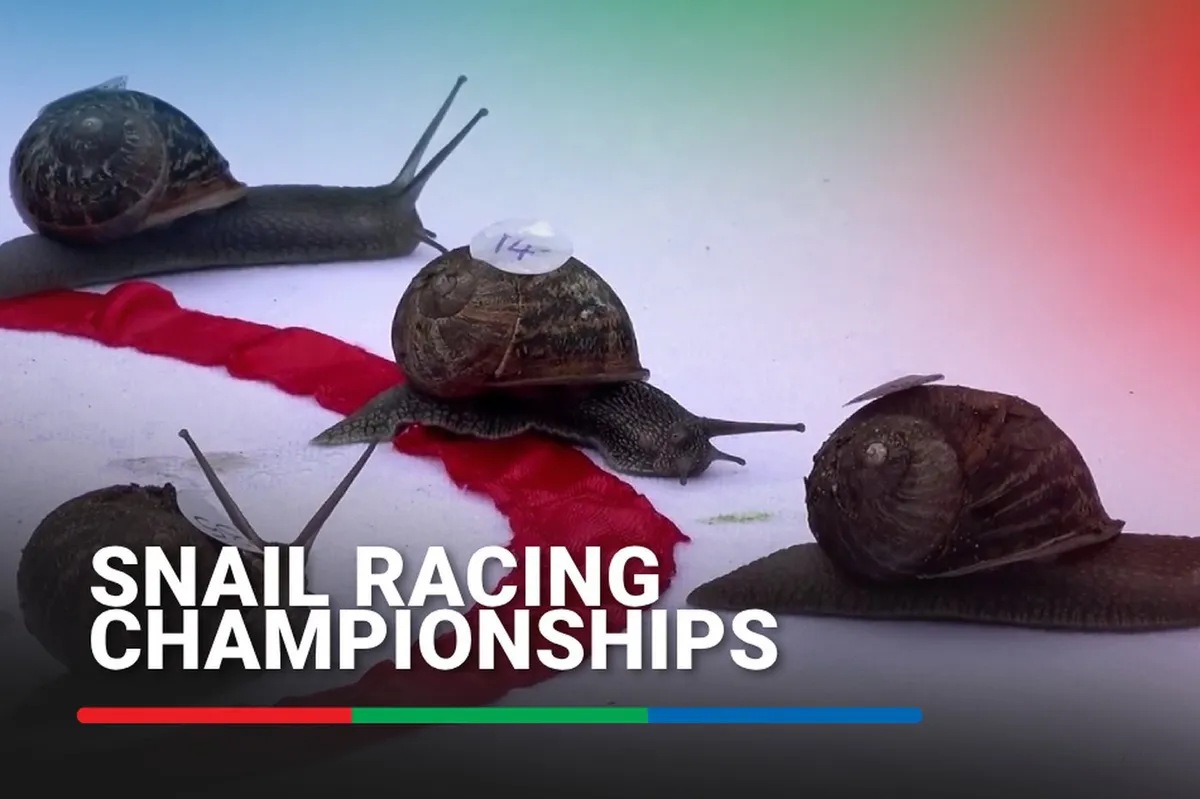 Ready, steady, slow: Snails slug it out at racing world championships ...