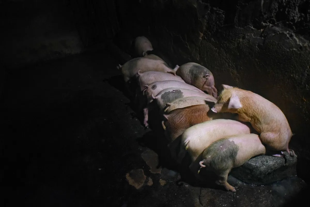 DA, FDA approve limited use of ASF vaccine from Vietnam | ABS-CBN News