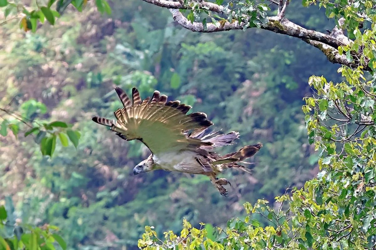 Rescued PH Eagle released back into the wild in Apayao | ABS-CBN News