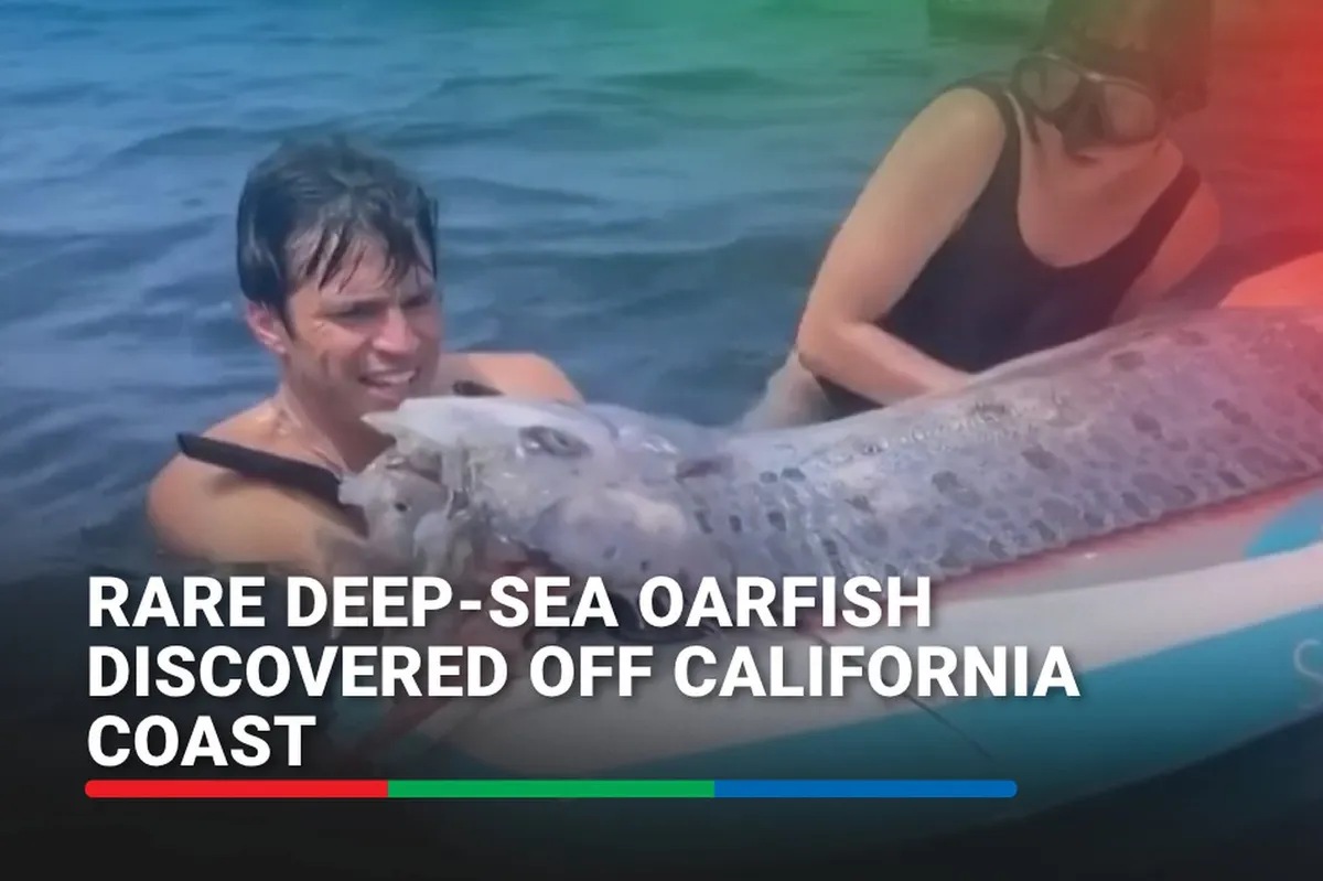 Rare deep-sea oarfish discovered off California coast | ABS-CBN News