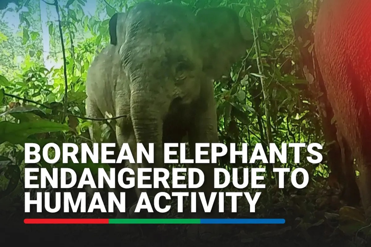 Bornean elephants endangered due to human activity | ABS-CBN News