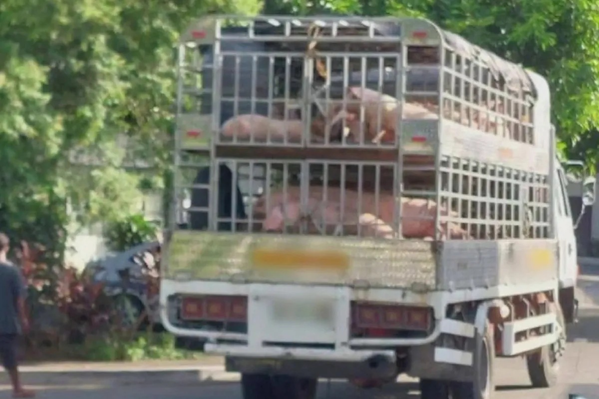 Mga baboy na naharang sa QC checkpoint, positibo sa ASF | ABS-CBN News