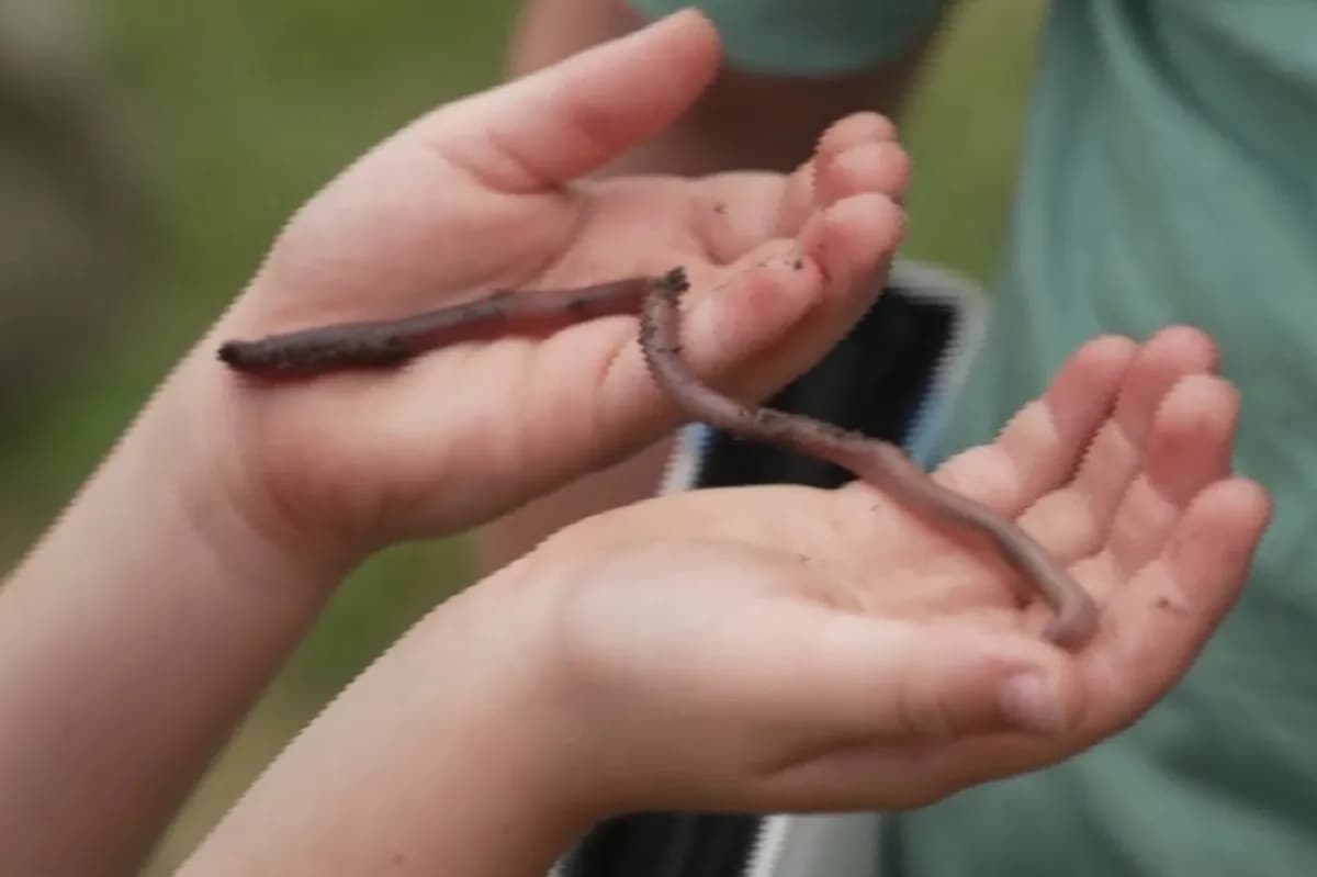 Worms pick up good vibrations at World Worm Charming championship | ABS ...