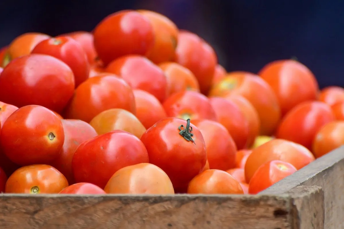 Truckload of tomatoes thrown out due to lack of buyers; prices drop to ...