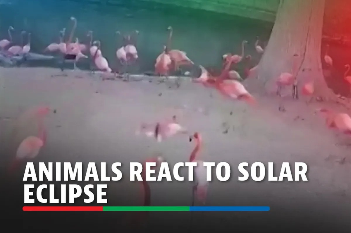 Animals react to solar eclipse at San Antonio Zoo | ABS-CBN News
