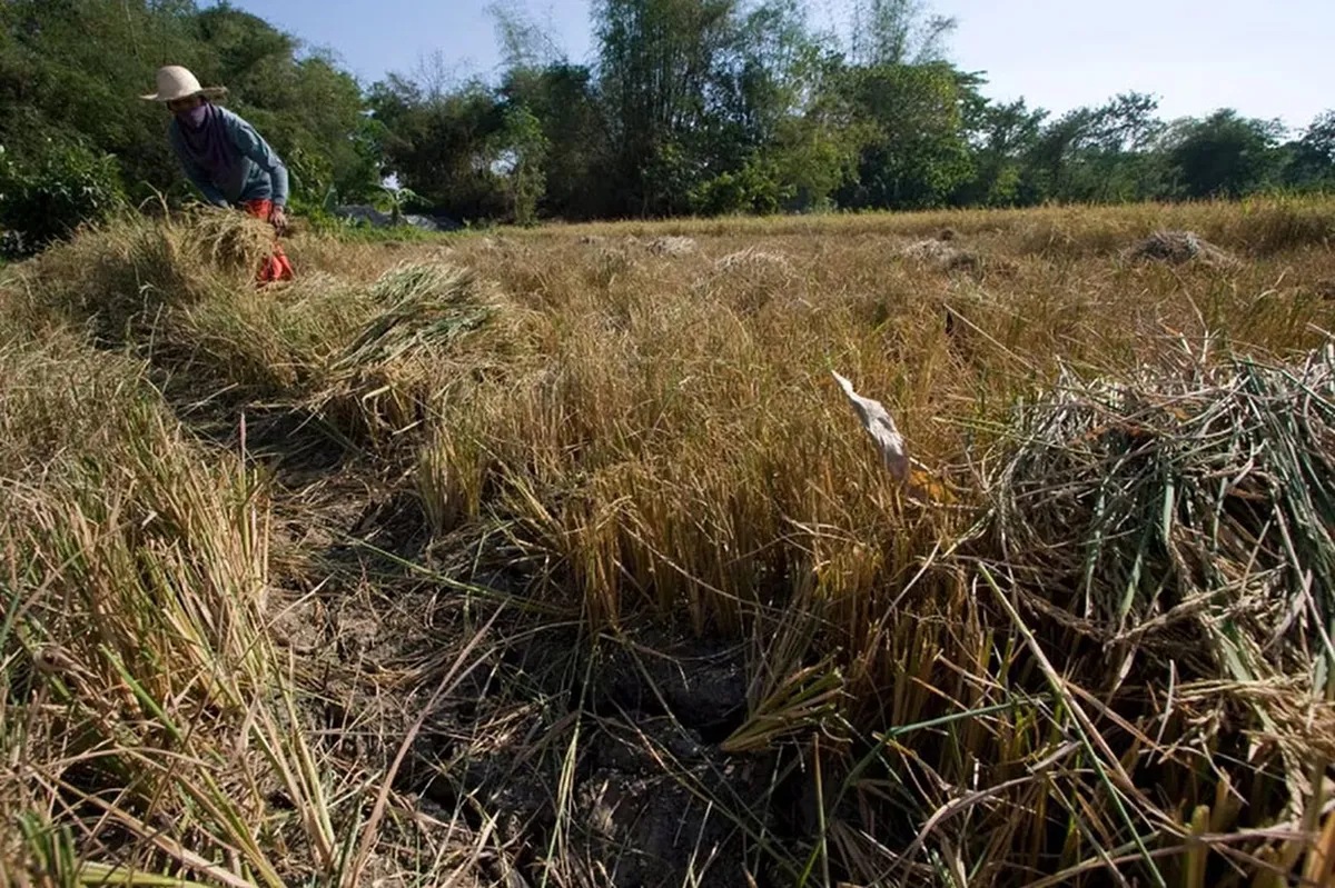 No shortage of rice supply despite El Niño but prices high: SINAG | ABS ...