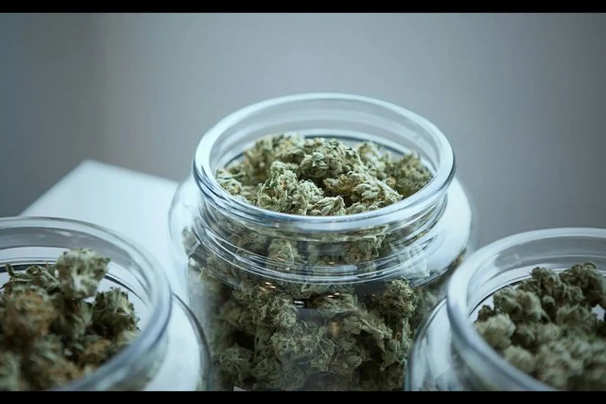 Destigmatizing and Legalizing Marijuana in the Philippines | ABS-CBN ...
