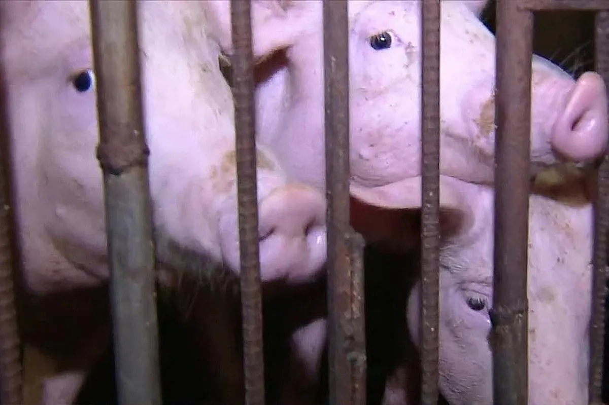 DA magsagawa ng emergency procurement ng bakuna kontra ASF | ABS-CBN News