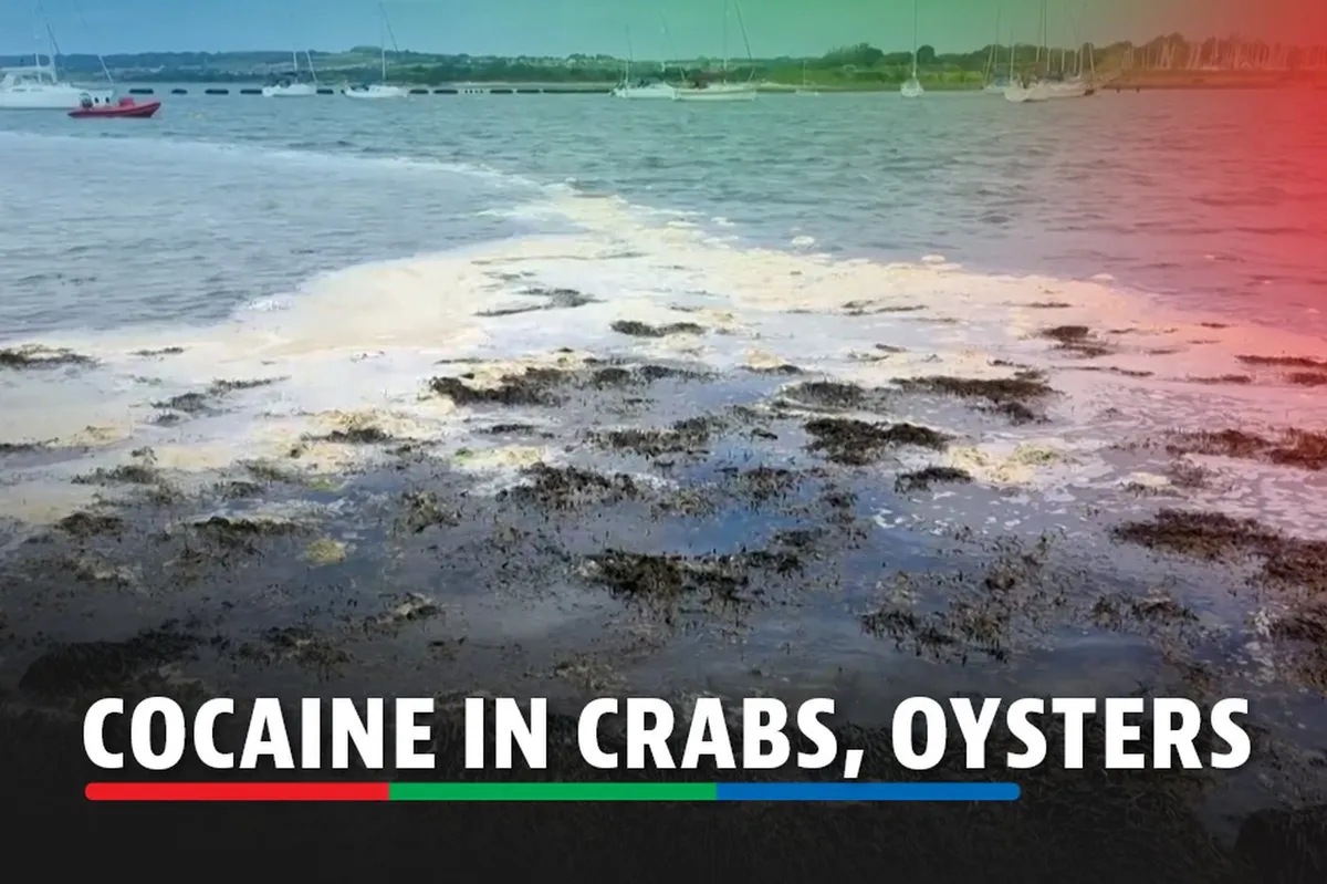 UK marine species exposed to cocaine and other drugs from sewage | ABS ...