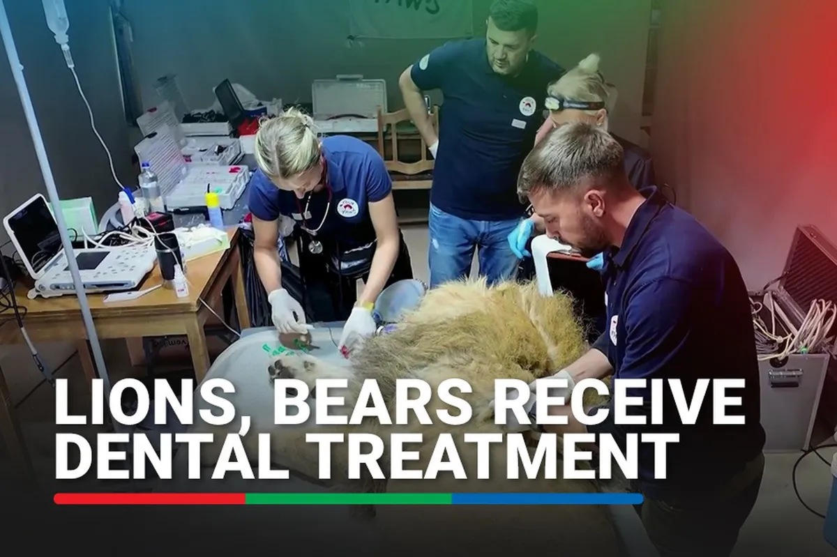 Rescued lion and bears receive dental treatment | ABS-CBN News