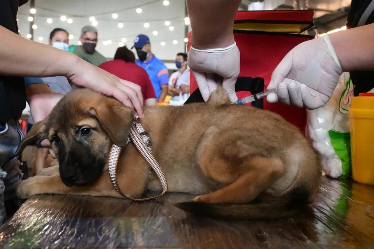 84 rabies deaths recorded since January | ABS-CBN News