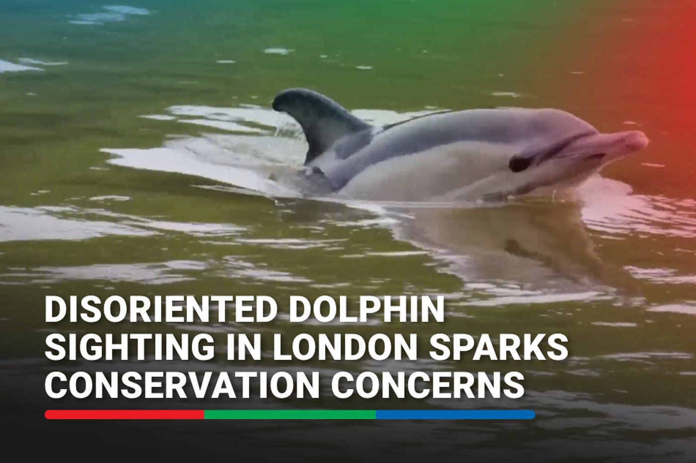 Disoriented dolphin sighting in London sparks conservation concerns ...