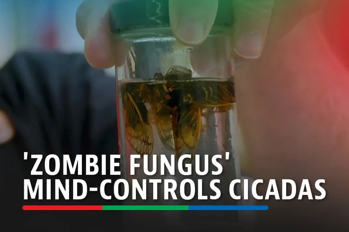 'Zombie fungus' mind-controls cicadas | ABS-CBN News