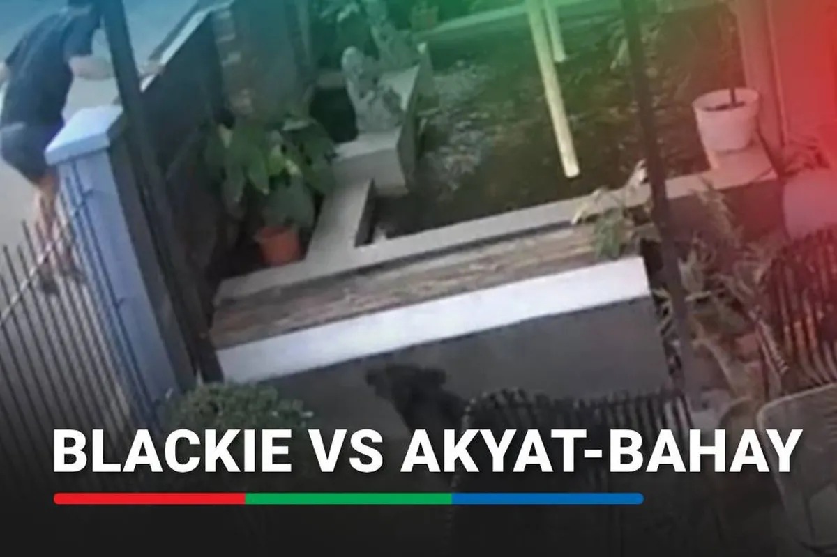 HULI SA CCTV: Akyat-bahay sinalubong ng aso, kumaripas ng takbo | ABS ...