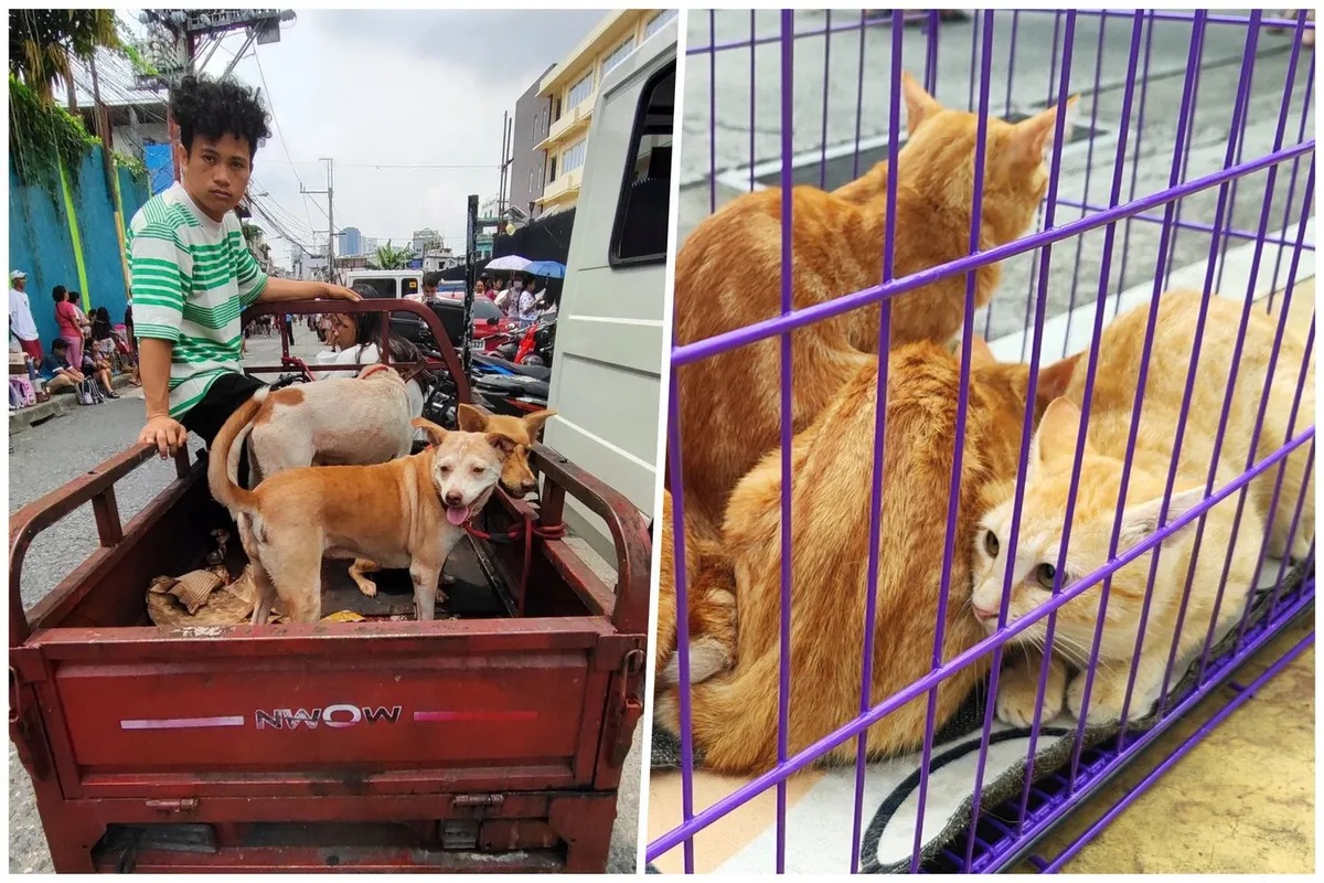 'Free kapon': 4,000 dogs and cats receive free neutering services | ABS ...