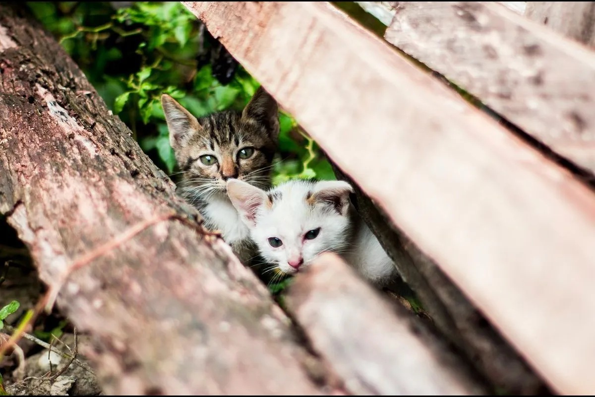 New Zealand cat-killing contest vows to keep hunting 'crazy' felines ...