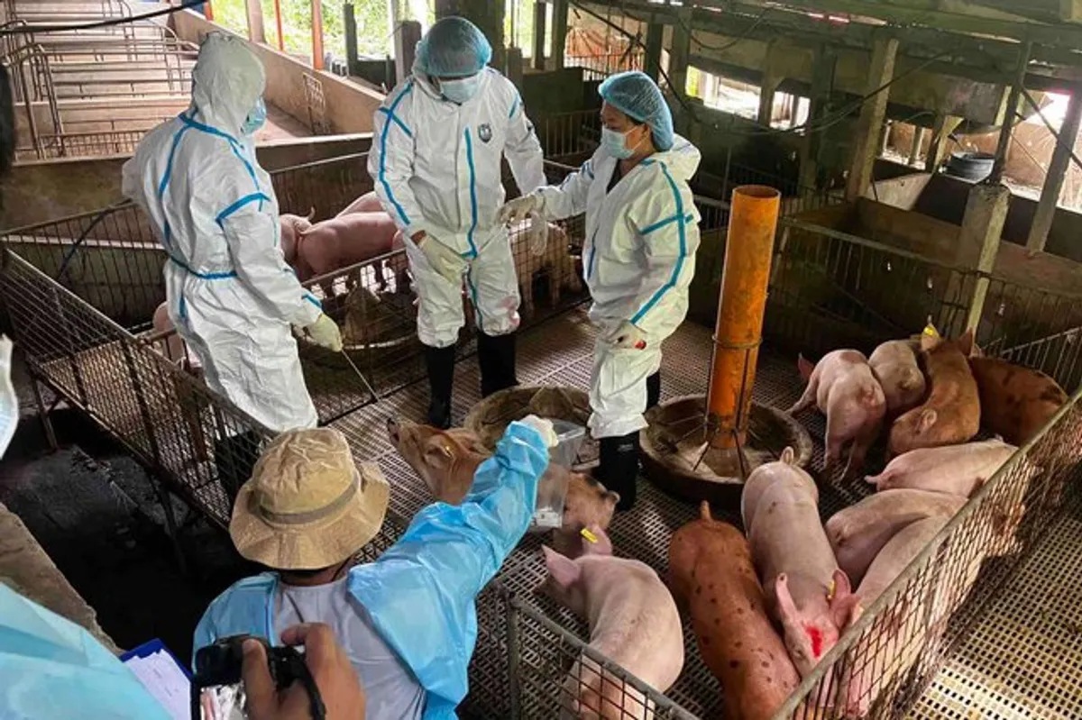 ASF vaccination kicks off in Lobo, Batangas | ABS-CBN News