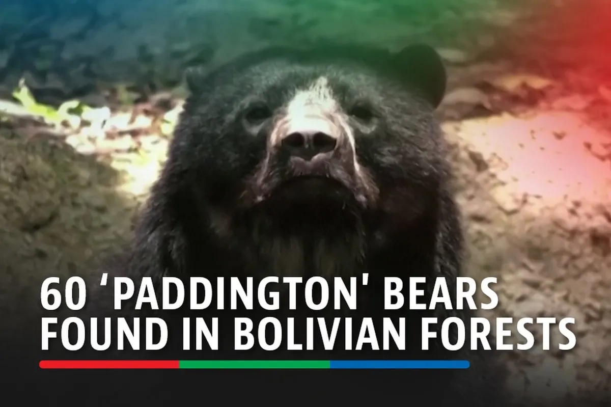 60 ‘Paddington' bears found in Bolivian forests | ABS-CBN News