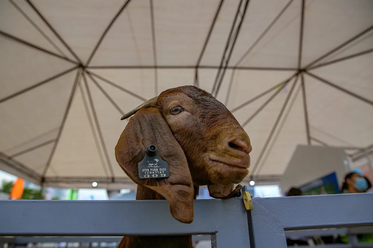 DA suspends importation of live goats from US | ABS-CBN News