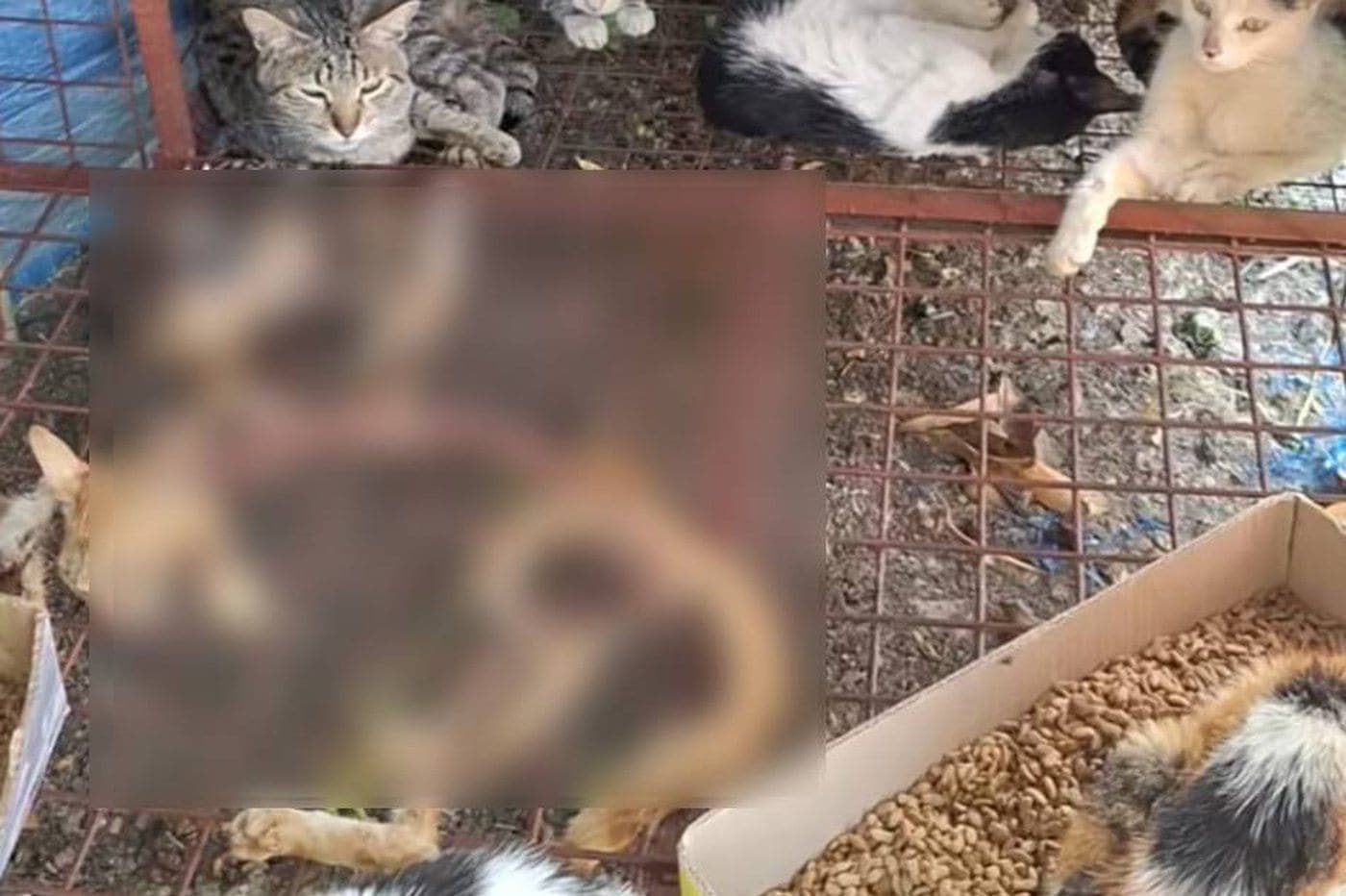 Cat cannibalism in Cavite shocks PAWS; lawsuit eyed | ABS-CBN News