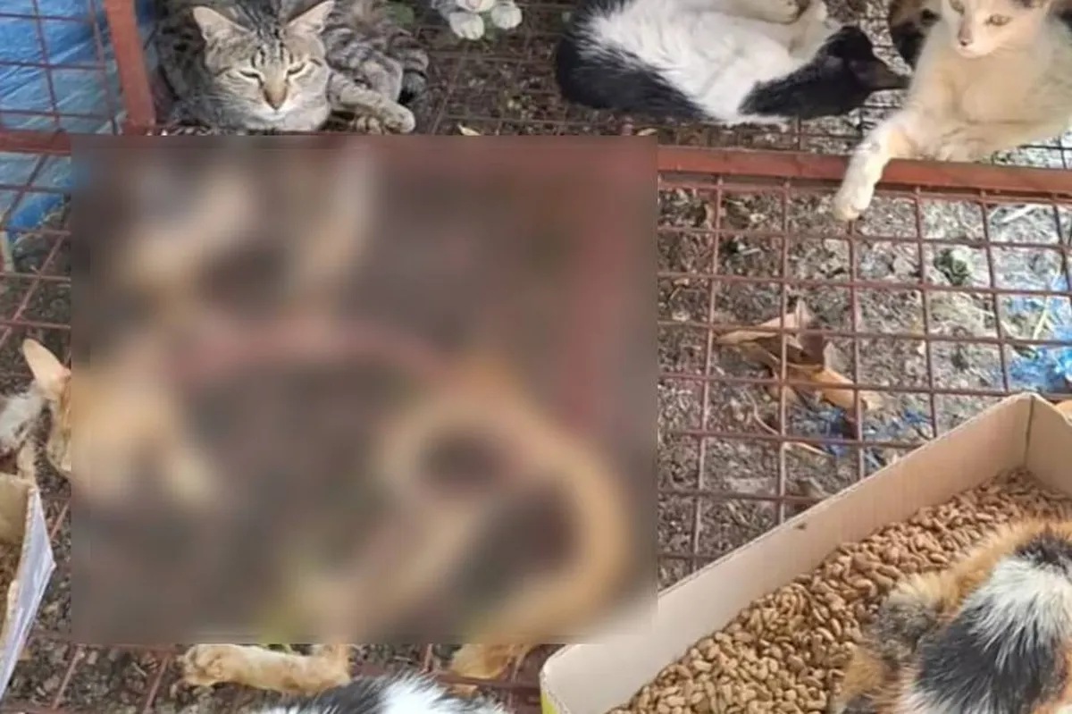 Cat cannibalism in Cavite shocks PAWS; lawsuit eyed | ABS-CBN News
