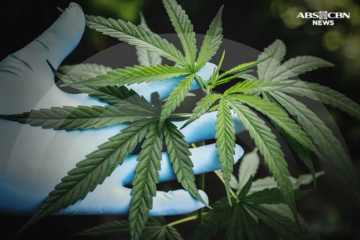 Japan sees record cannabis cases in 2023 | ABS-CBN News