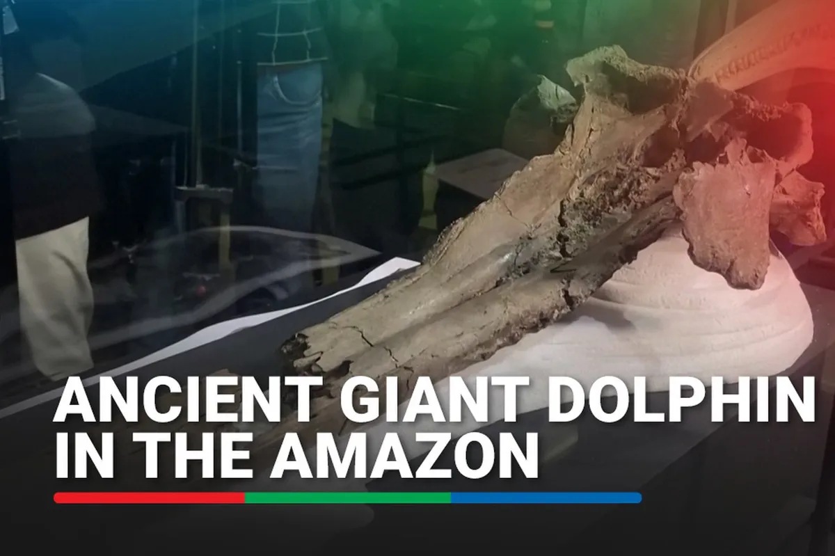 Paleontologists reveal discovery of ancient giant dolphin in Amazon ...
