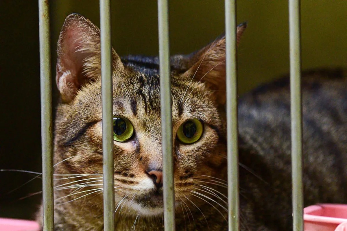 Cats starved into cannibalism? Pound in Cavite criticized over allegedly appalling conditions ...