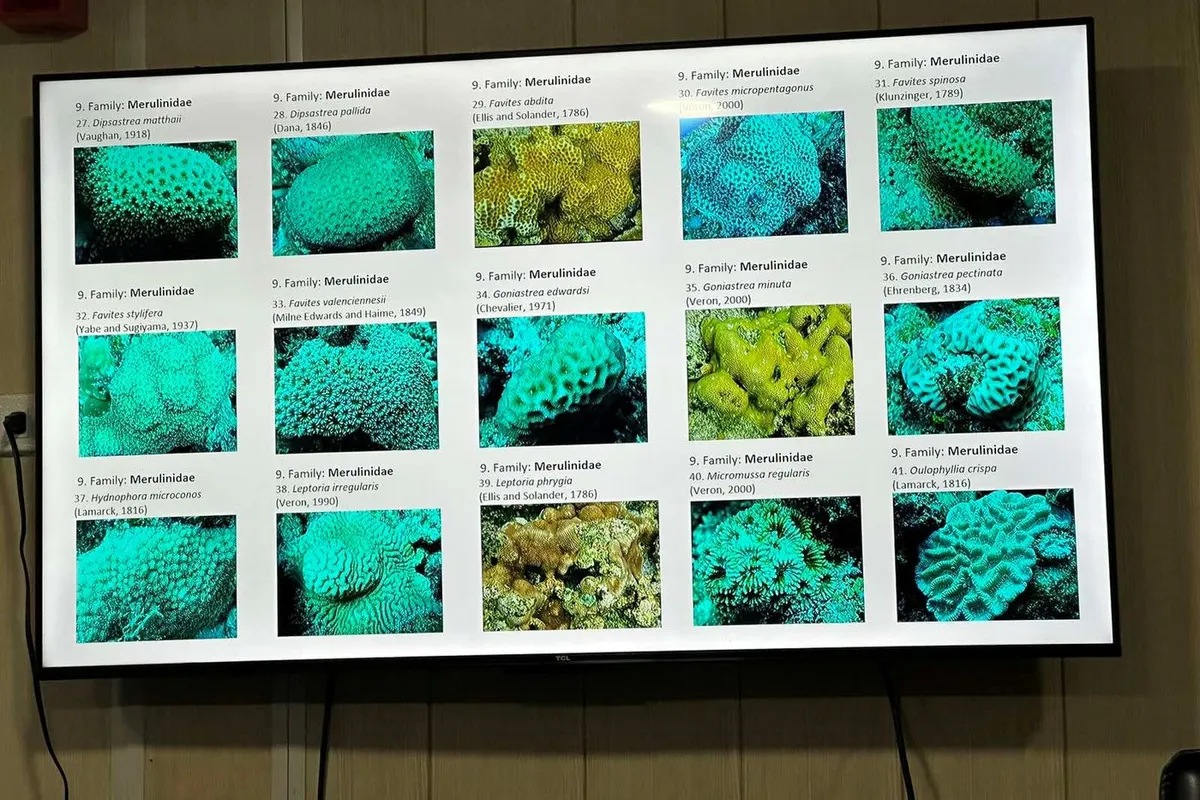 Around 90-95 percent of corals in Pag-asa Island dead - UP scientist ...
