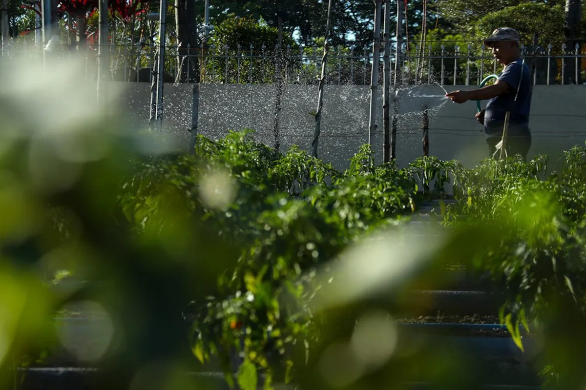 Urban farming adds food on the table | ABS-CBN News