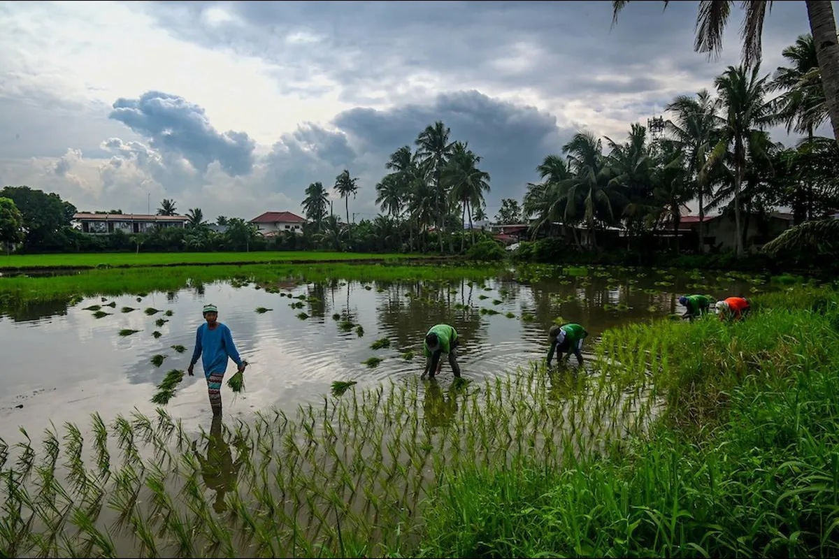 Average post-harvest losses in rice more than P7 billion per year, says ...