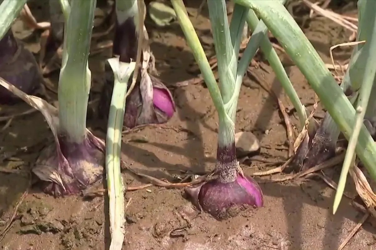 Mga magsasaka sa Nueva Ecija may pangamba kung di pa uulan pagsapit ng ...