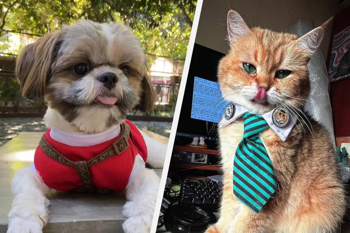 Pet influencers: Meet the internet’s beloved sassy shih tzu and cat ...