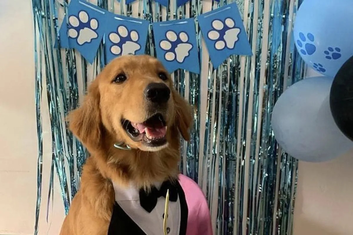 #JusticeForKillua: Netizens blast brutal killing of dog found in sack ...