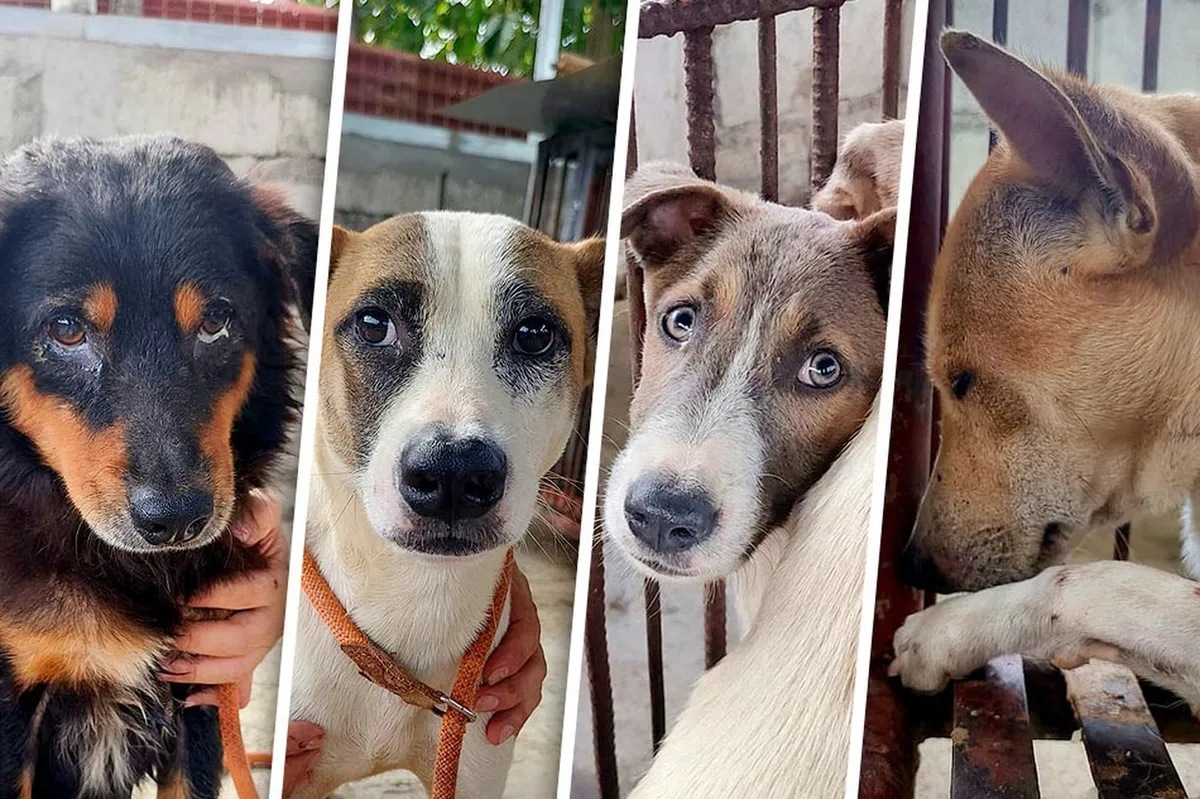 'We can ship anywhere in PH': Adopt these dogs on death row, group ...