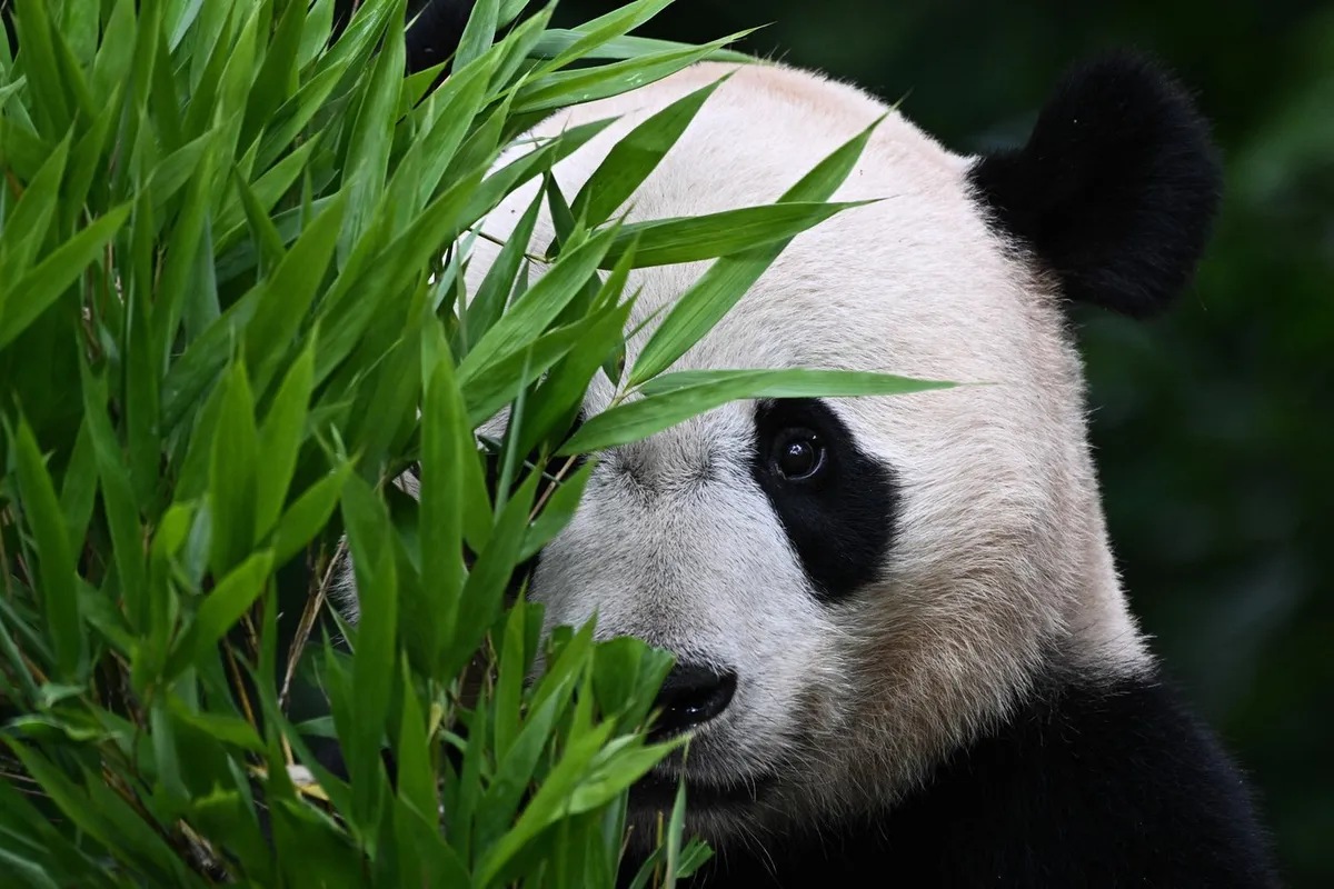 IN PHOTOS: Foreign-born pandas join China's efforts to boost wild ...