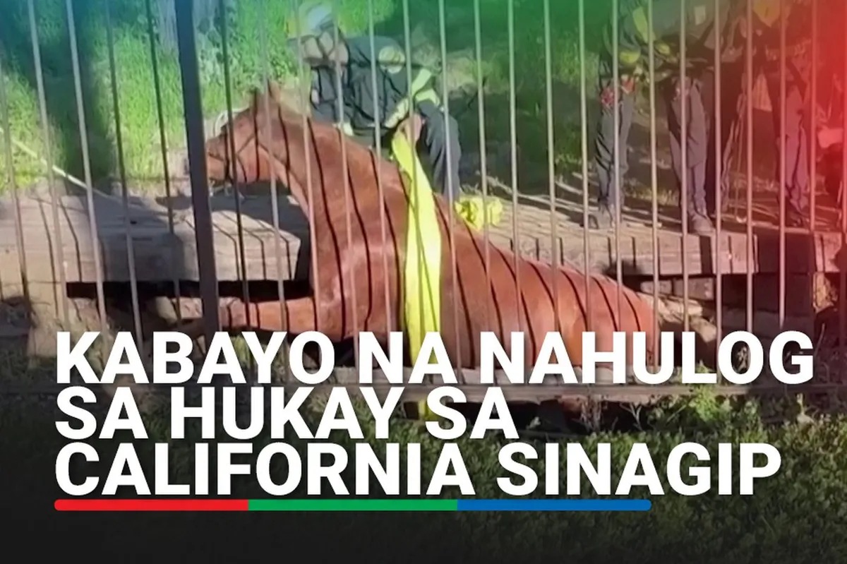 Kabayo na nahulog sa hukay sa California sinagip | ABS-CBN News