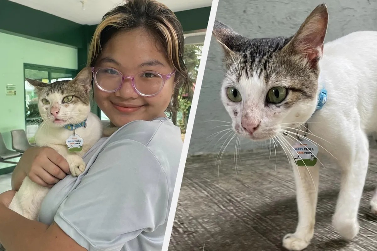 This Vet Med student pours her heart in helping, rescuing strays | ABS ...